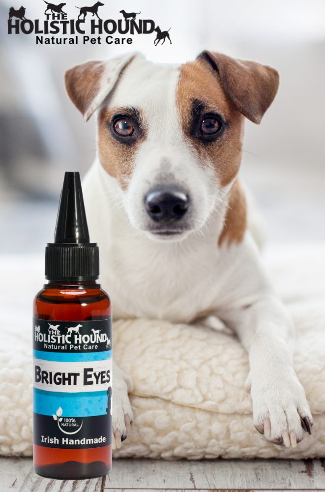 BRIGHT EYES | barkinBISTRO