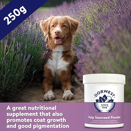 Dorwest Kelp Seaweed Powder - 250g | barkinBISTRO